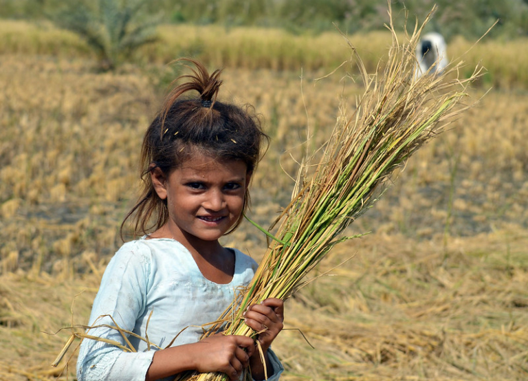 Imran Khan's 10 Billion Trees Initiative - The Borgen Project