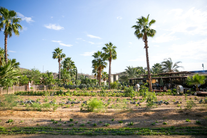 Vertical Farming in Mexico Addresses Food Insecurity - The Borgen Project