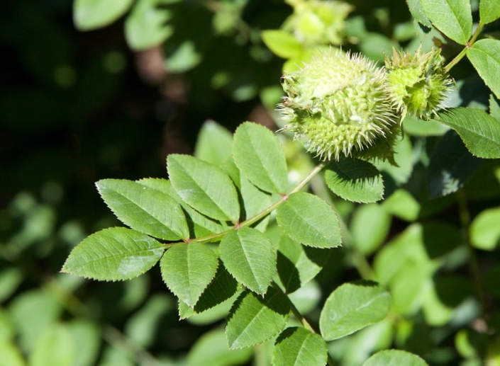 Roxburgh Rose in Guizhou Province Provides Opportunities - The Borgen ...