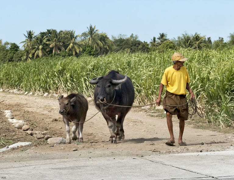 Modernizing the Agricultural Sector in the Philippines - The Borgen Project