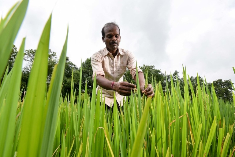 Nano Ganesh: Remote Irrigation Empowering Farmers - The Borgen Project
