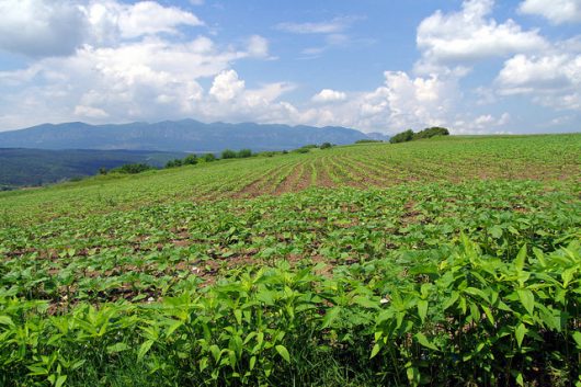 Developing Better and More Sustainable Agriculture in Bulgaria
