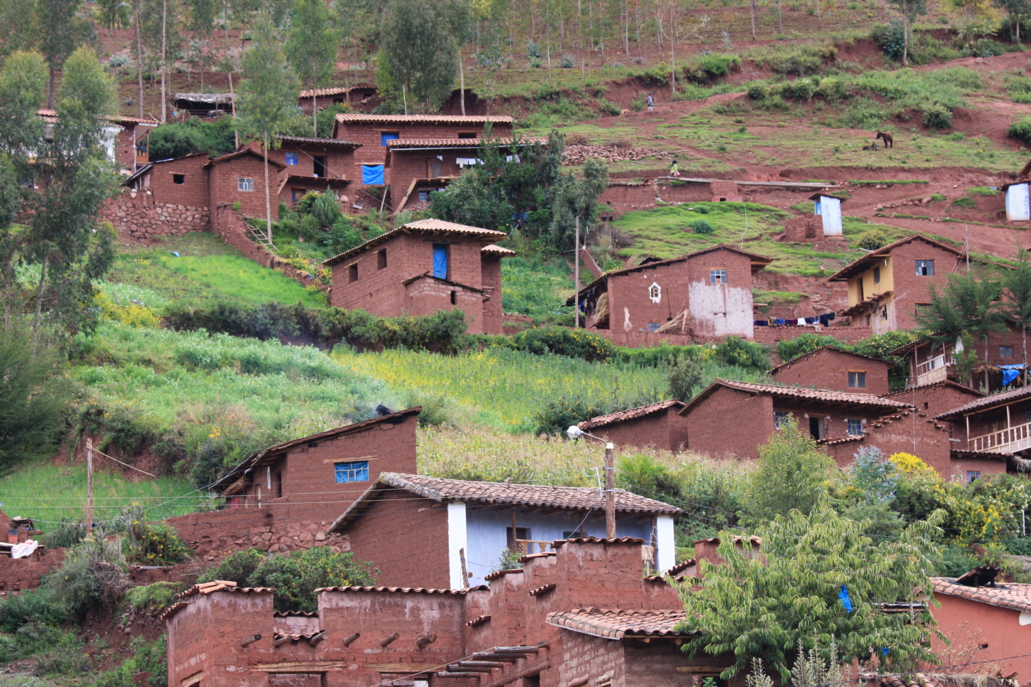 Plant Powered Lamp Lights Up Peruvian Villages - The Borgen Project