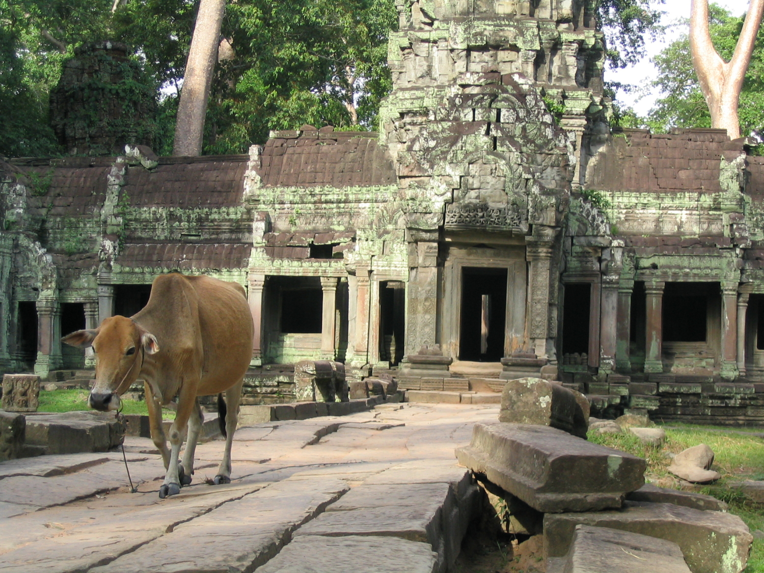 Cows For Cambodia: Bringing Aid to Cambodian Families - The Borgen Project
