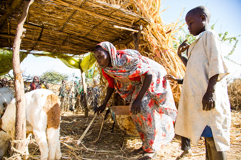 Goat Loan Schemes and Malnutrition in Darfur - The Borgen Project