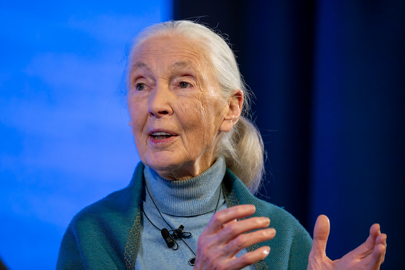 Remembering Jane Goodall - The Borgen Project