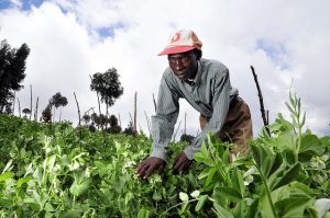 Sack Farming in Kenya Is Tackling Food Insecurity - The Borgen Project