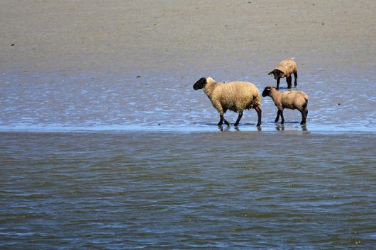 Speaking About the Current Water Quality in France