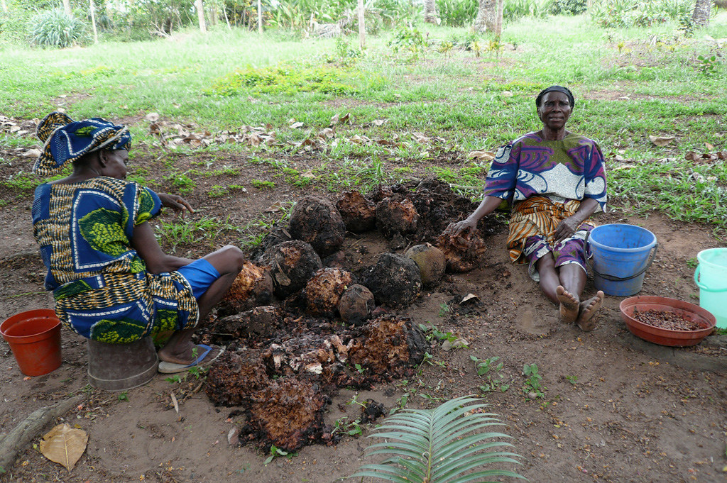 Trees That Feed Foundation: The Breadfruit Revolution - The Borgen Project