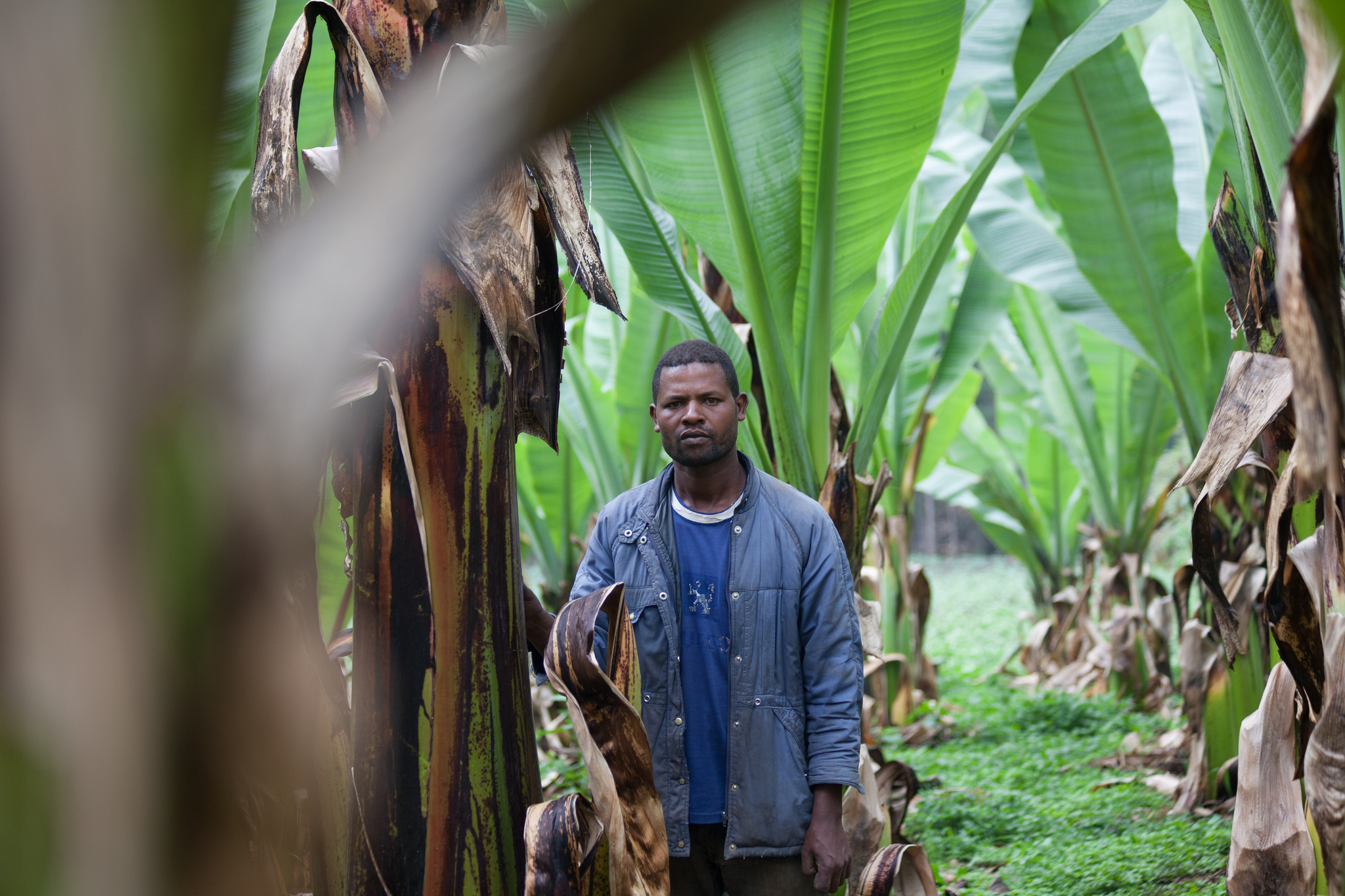 False Banana Brings Food Security in Ethiopia - The Borgen Project