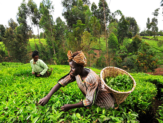 Richest Man in Africa Combats Poverty Through Agriculture