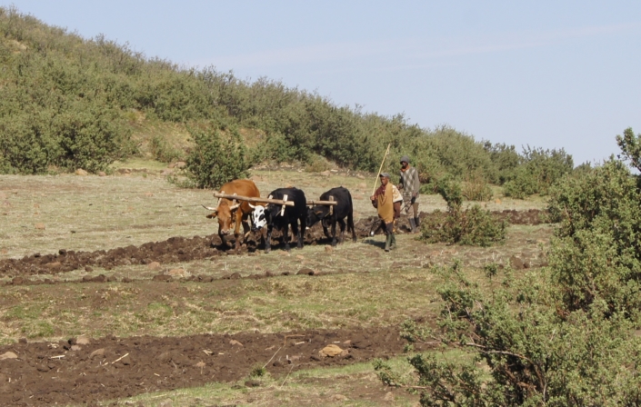 An Update on Agricultural Development in Lesotho - The Borgen Project