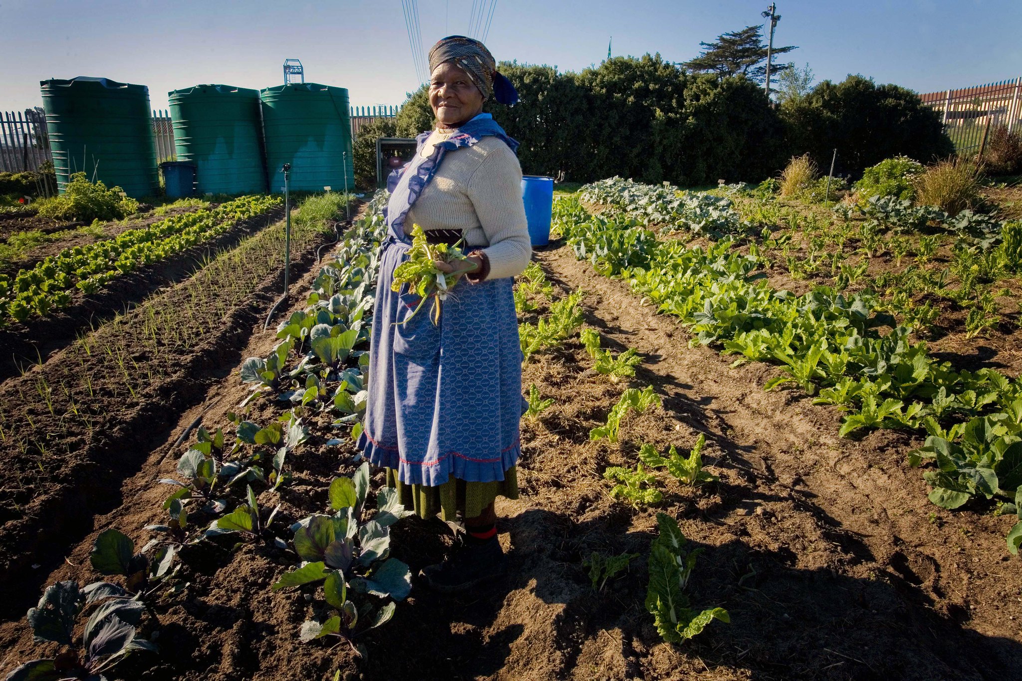 Commercial Farming In Africa