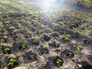 Agriculture in Haiti: Hope Grows from the Ground Up