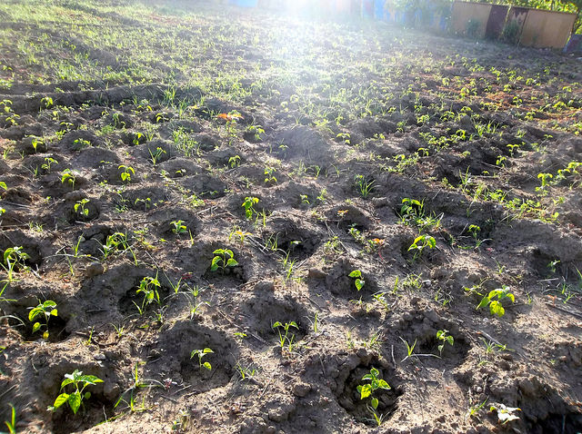 Agriculture in Haiti: Hope Grows from the Ground Up