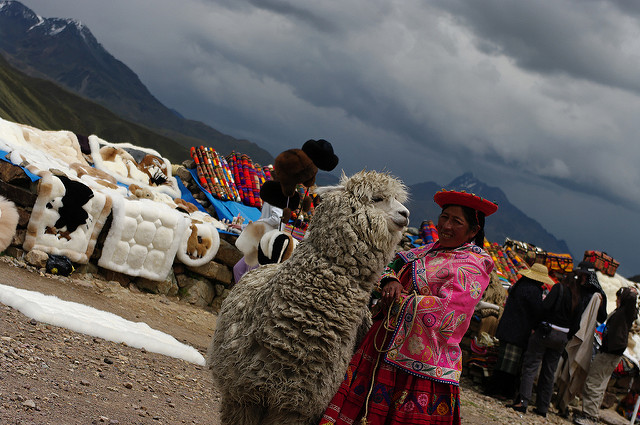 How Protecting Alpacas in the Andes Saves Peruvians