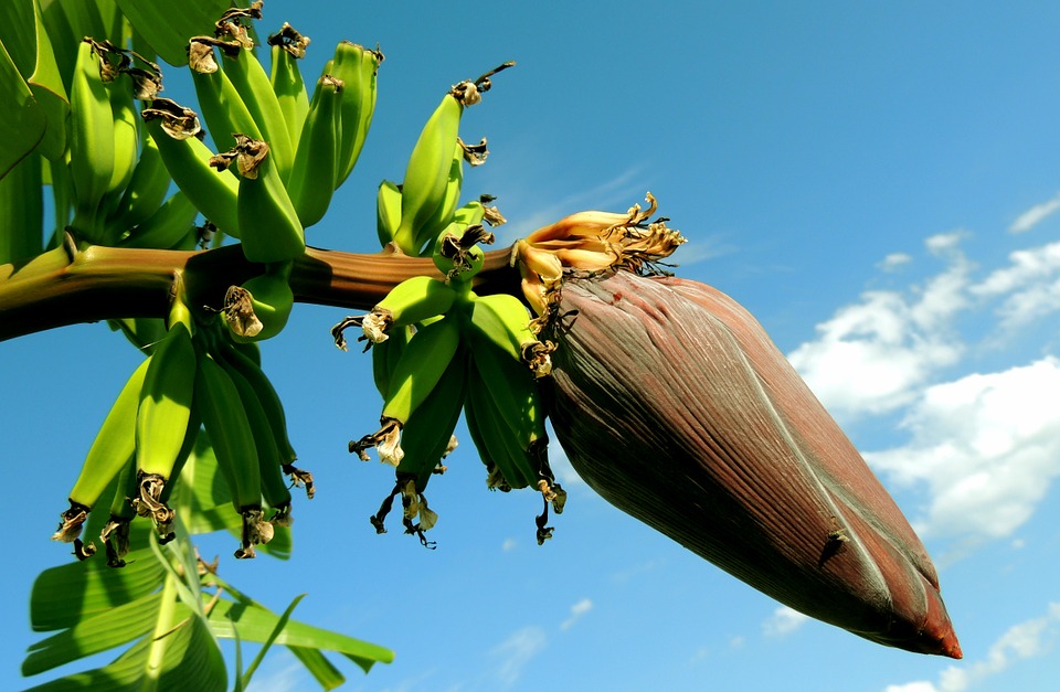 The Biofortification of Bananas through Banana 21 | The Borgen Project