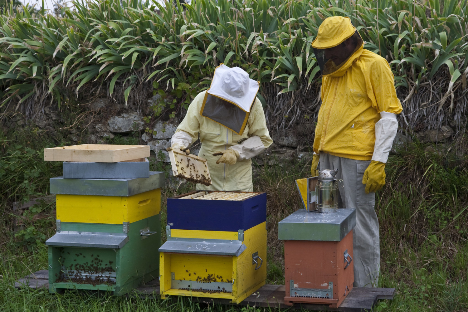 Unique Alliances: Beekeeping for Poverty Alleviation - The Borgen Project