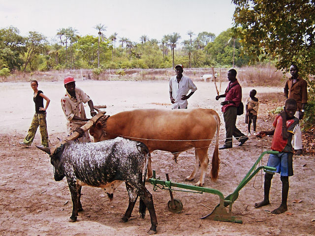 Causes of Poverty in Guinea-Bissau