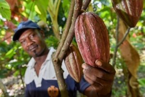 Helping Coca Farmers Transition to Cacao - The Borgen Project