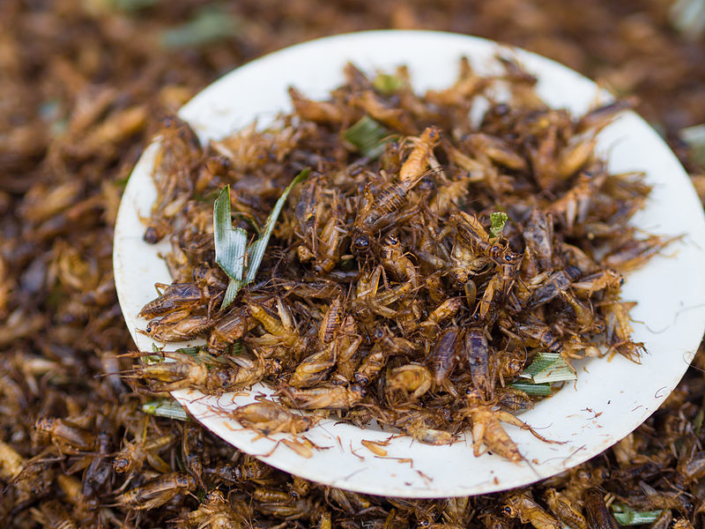 Cricket Farming in Cambodia - The Borgen Project