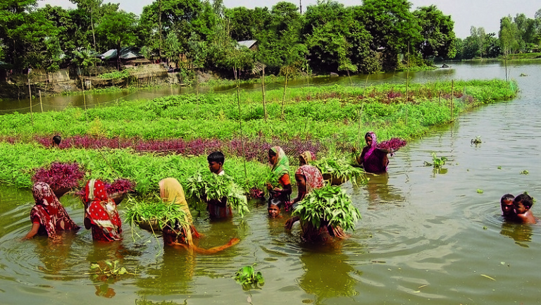 Cultivating Growth in Bangladesh with Floating Gardens - The Borgen Project