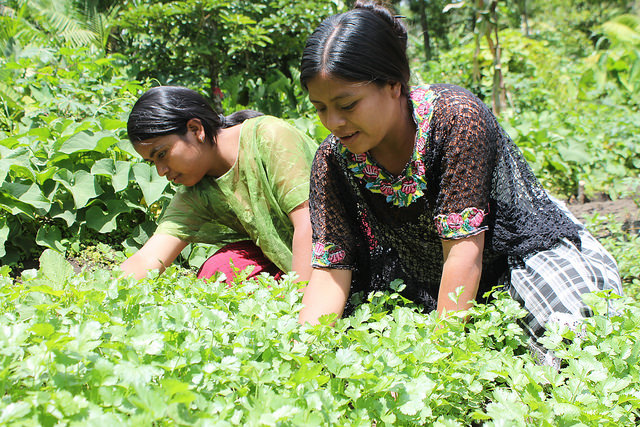 Speaking About the Ways to Cure World Hunger Nowadays