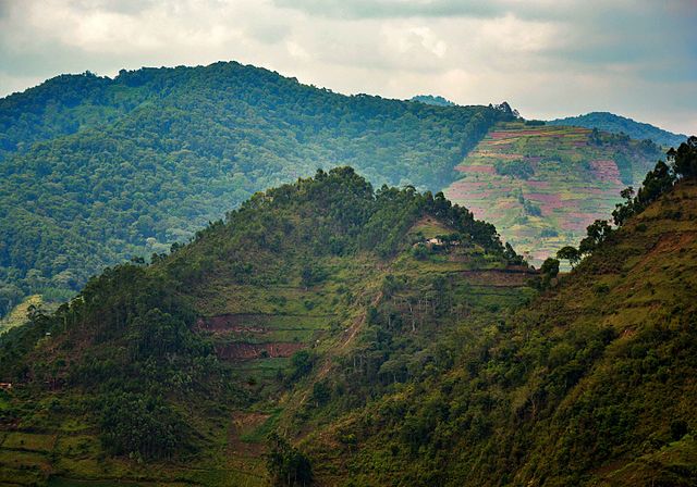 Efforts to Combat Deforestation in Uganda