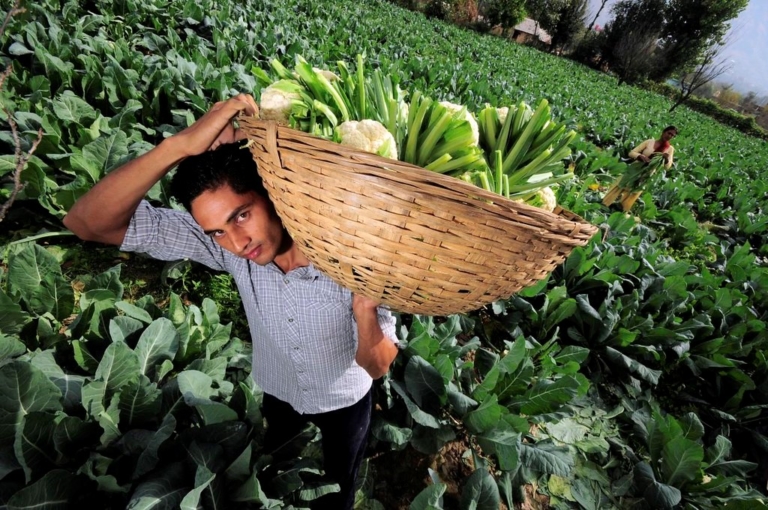 Examining the Farming Crisis in India - The Borgen Project