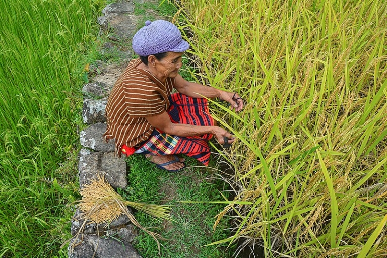 Poverty Among Farmers in the Philippines - The Borgen Project
