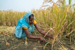 Flood-Tolerant Rice Benefits Farmers in India - The Borgen Project