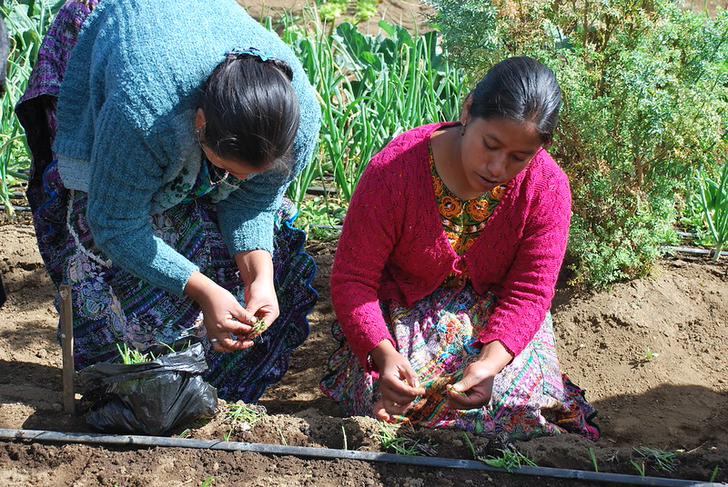 Farming and Nutrition Help: Improving Food Security in Guatemala - The ...