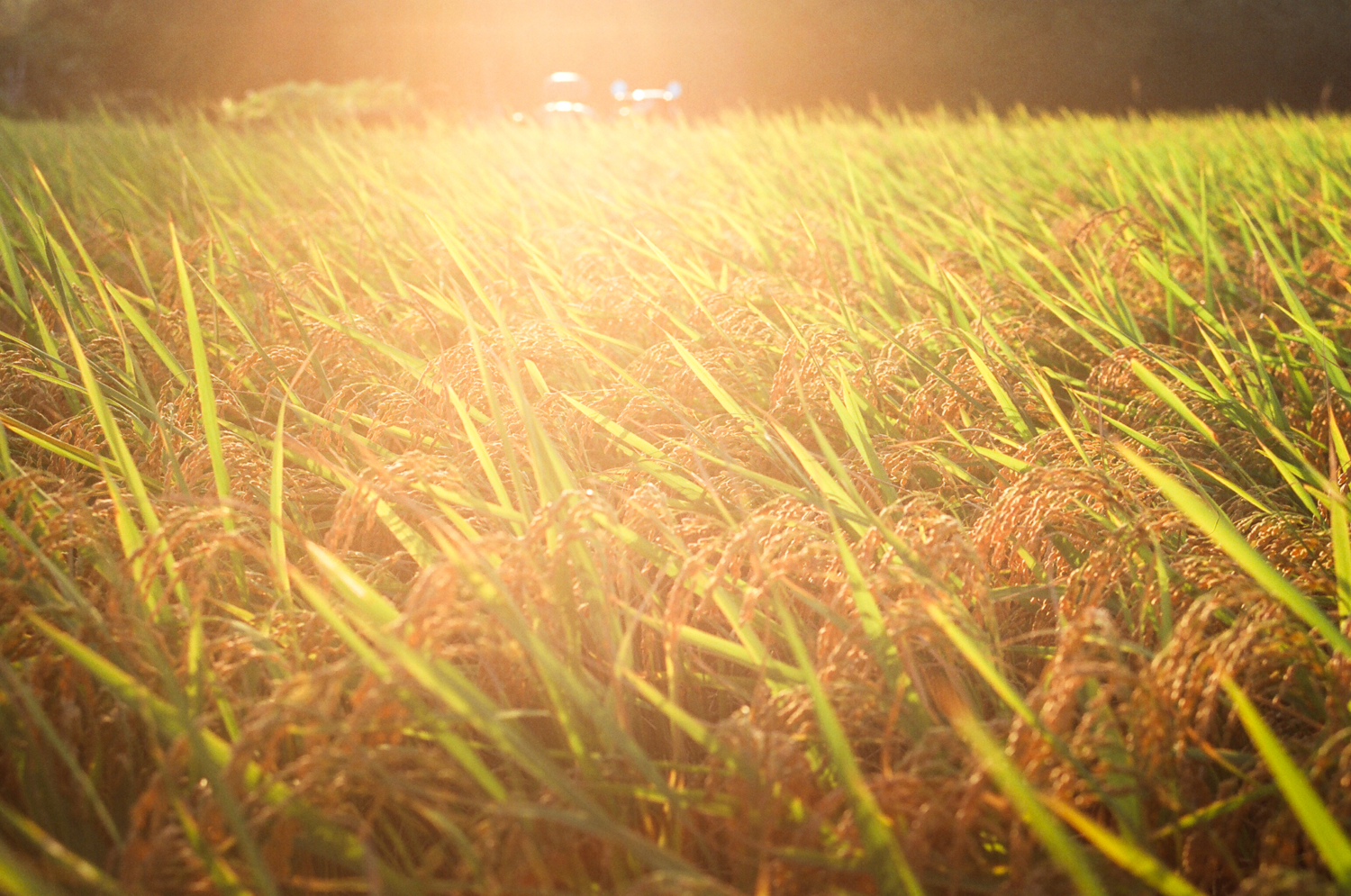 GM Golden Rice Provides Nutrition to the Poor - The Borgen Project