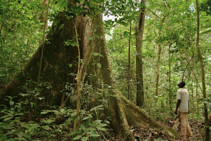 A Look at Major Efforts to Preserve Rainforests in Gabon - The Borgen ...