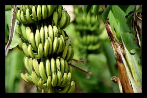 Genetically Engineered Bananas Could Save Lives - BORGEN