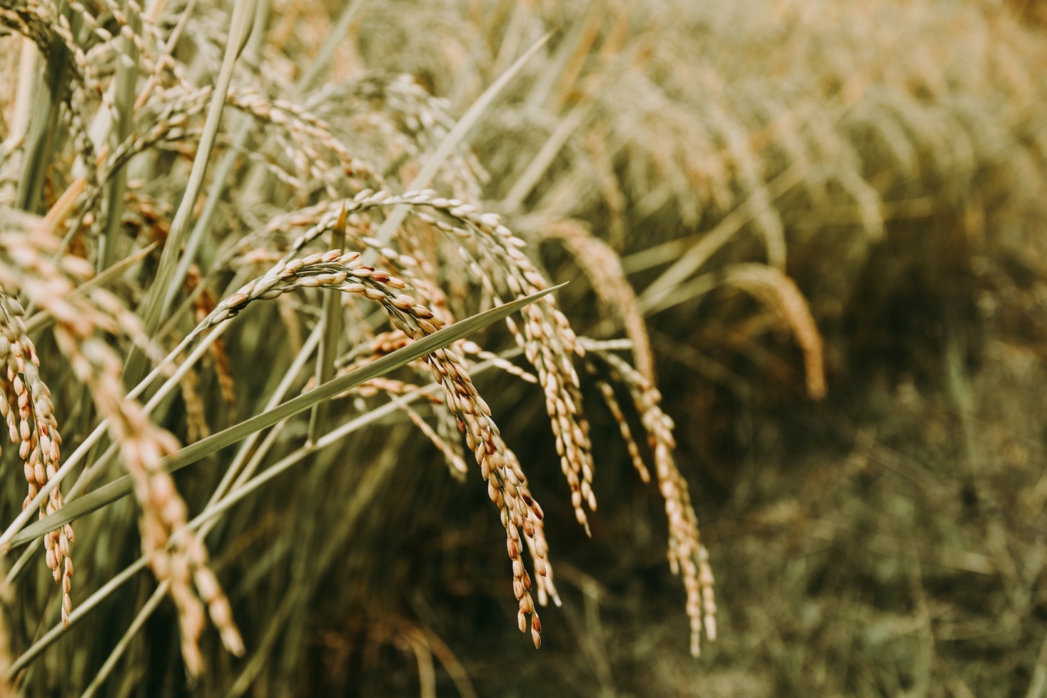 3 Ways Genetically Modified Rice Can Help Solve Hunger - The Borgen Project
