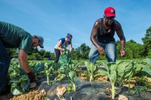 How Gleaning Can End World Hunger - The Borgen Project