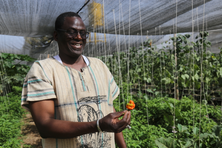 A Look At Agricultural Development in Mali - The Borgen Project