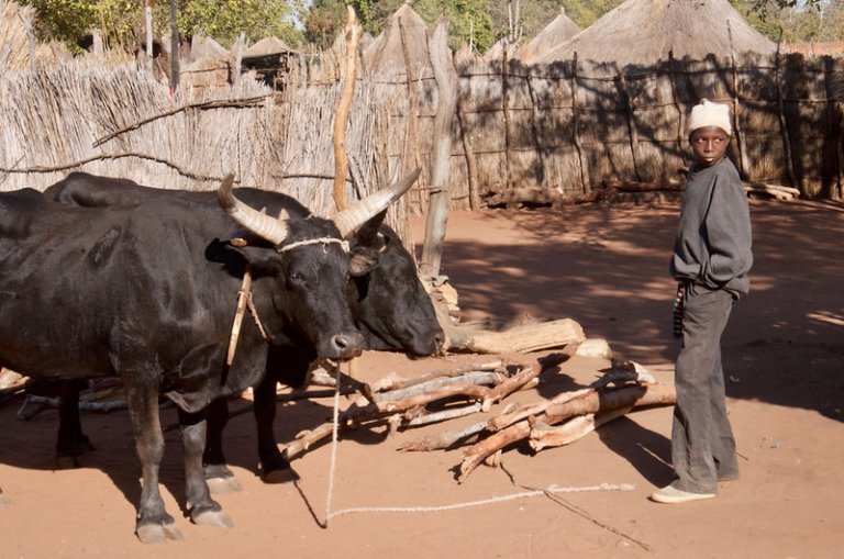 Hunger in Botswana: Causes and Prevention - The Borgen Project