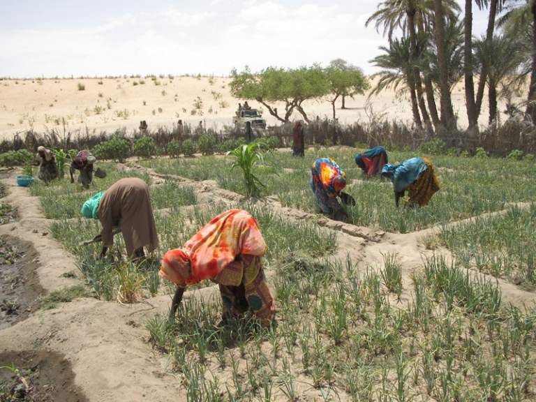 What to Know About Hunger in Chad - The Borgen Project