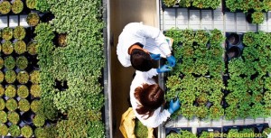 Improved Seeds, Improved Lives - The Borgen Project