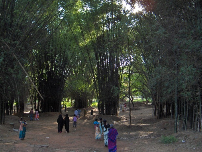 India's Forest Rights Act: A Tribal Village's Success Story - The ...