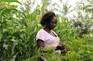 Insect Farming to Reduce Food Insecurity - The Borgen Project