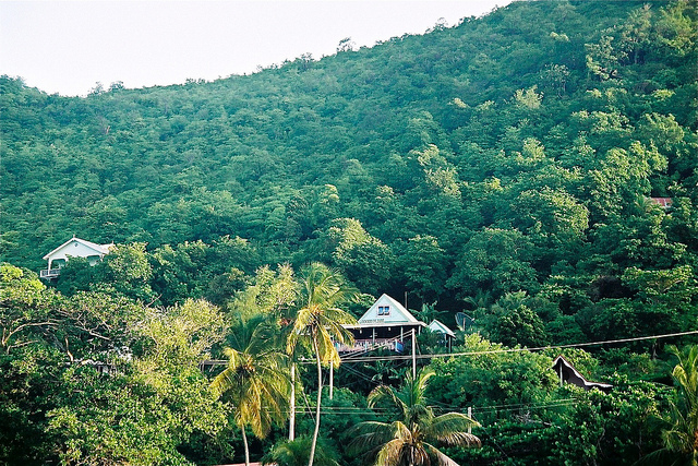 The Rehabilitation of Jamaica's Farmland - The Borgen Project