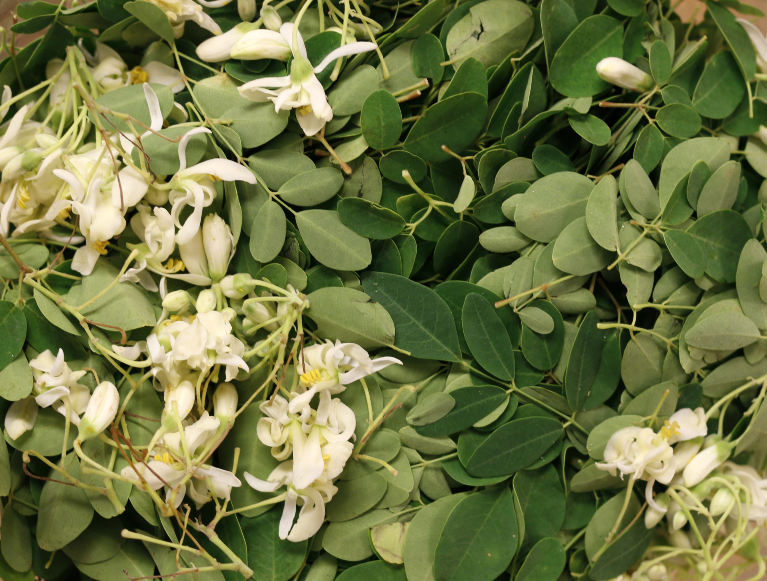 Moringa: The Miracle Tree