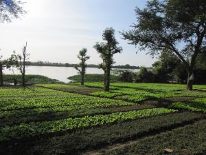 Moringa Plant Reduces Food Insecurity in Niger - The Borgen Project