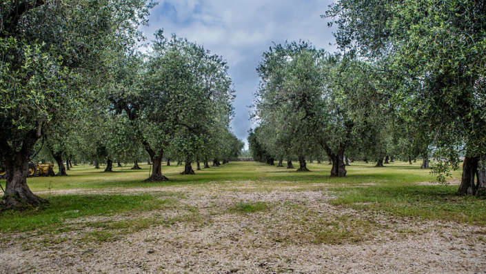 The Preservation of Olive Trees in Palestine - The Borgen Project