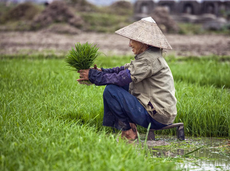 Poverty Alleviation in Vietnam with 3 Doi Moi Methods - The Borgen Project