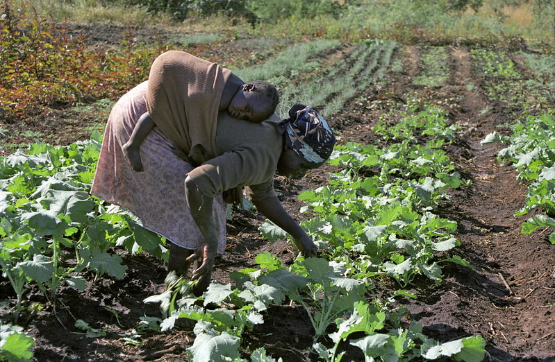 Top 10 Facts About Poverty in Zimbabwe - Zimbabwe Situation