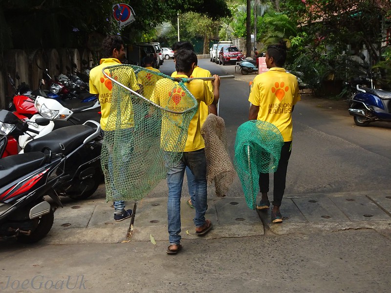 How Mission Rabies is working to eradicate Rabies in India - The Borgen ...